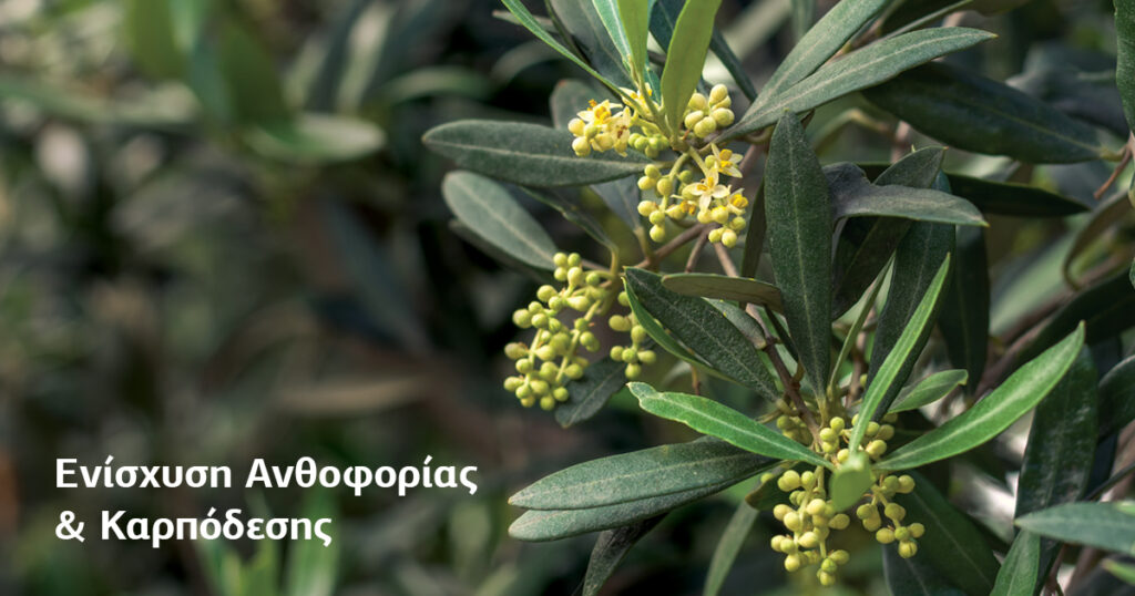 Η «ΣΥΝΤΑΓΗ» ΤΗΣ ΕΠΙΤΥΧΙΑΣ ΓΙΑ ΤΗΝ ΑΝΘΟΦΟΡΙΑ & ΚΑΡΠΟΔΕΣΗ ΤΗΣ ΕΛΙΑΣ ...