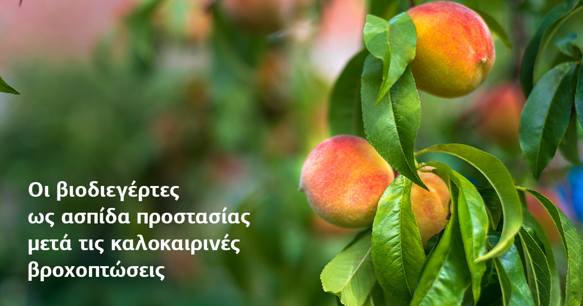 Η ΚΑΤΑΛΛΗΛΗ ΠΡΟΣΤΑΣΙΑ ΤΩΝ ΚΑΛΛΙΕΡΓΕΙΩΝ ΜΕΤΑ ΤΙΣ ΚΑΛΟΚΑΙΡΙΝΕΣ ...